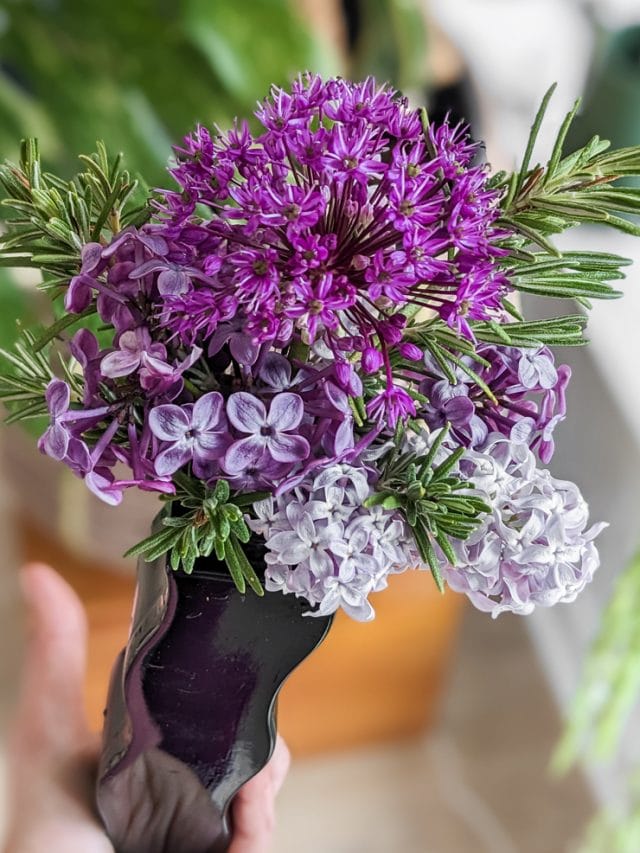 How to plant & grow allium (aka the ornamental onion)