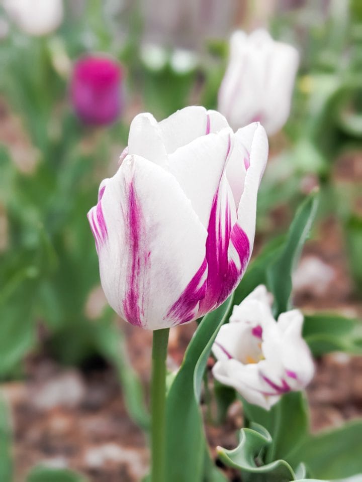Your comprehensive guide to planting & growing tulips!