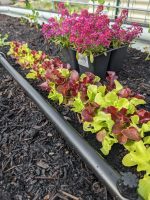 How to set up a DIY solar-powered rain barrel irrigation system!