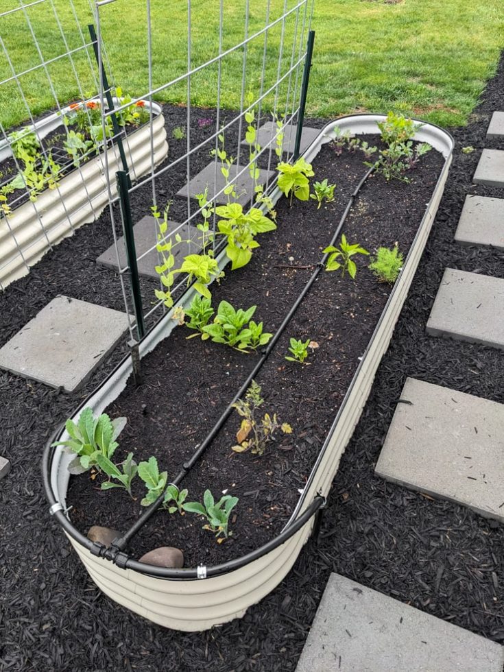 How to set up a DIY solar-powered rain barrel irrigation system!