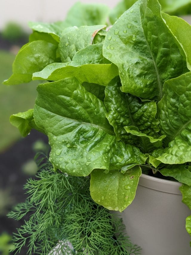 My totally unbiased GreenStalk vertical planter review!