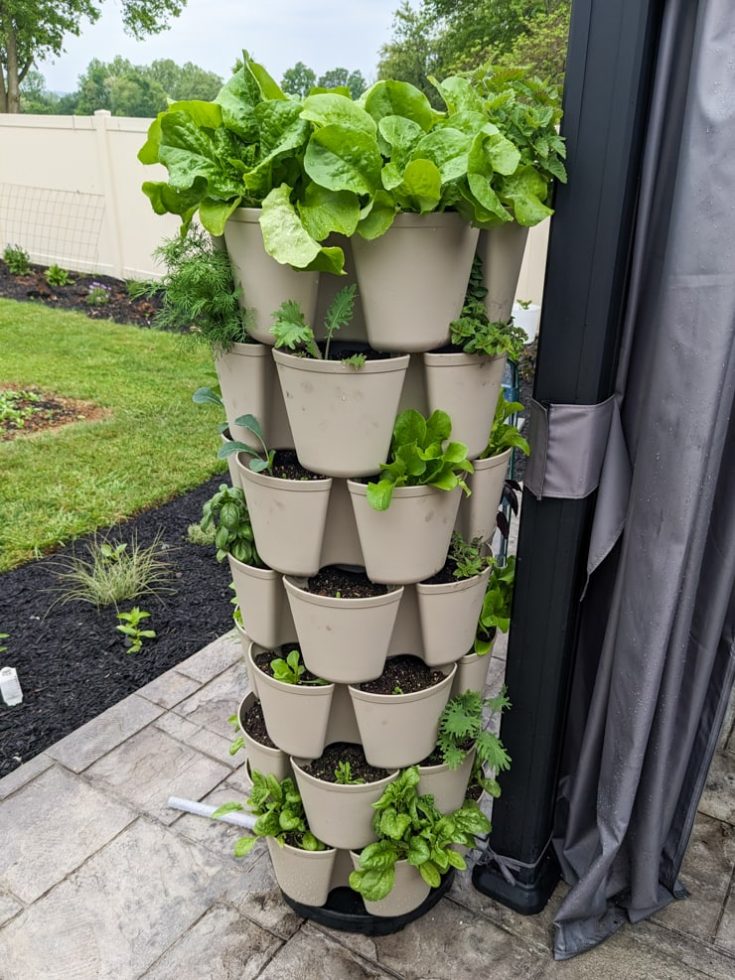 My totally unbiased GreenStalk vertical planter review!
