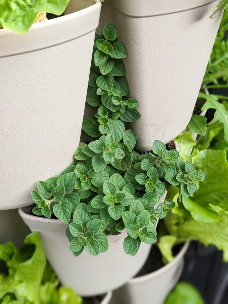 My totally unbiased GreenStalk vertical planter review!