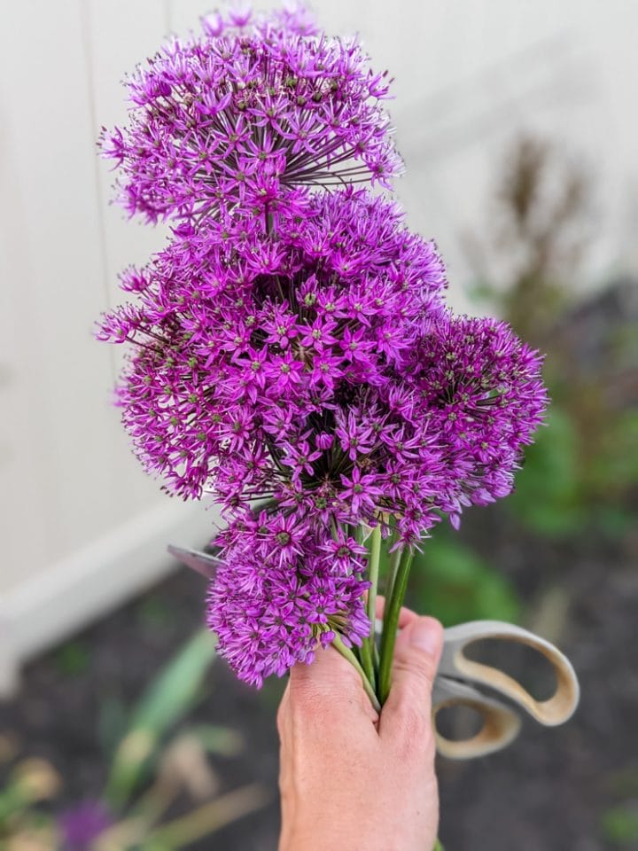 How to plant & grow allium (aka the ornamental onion)