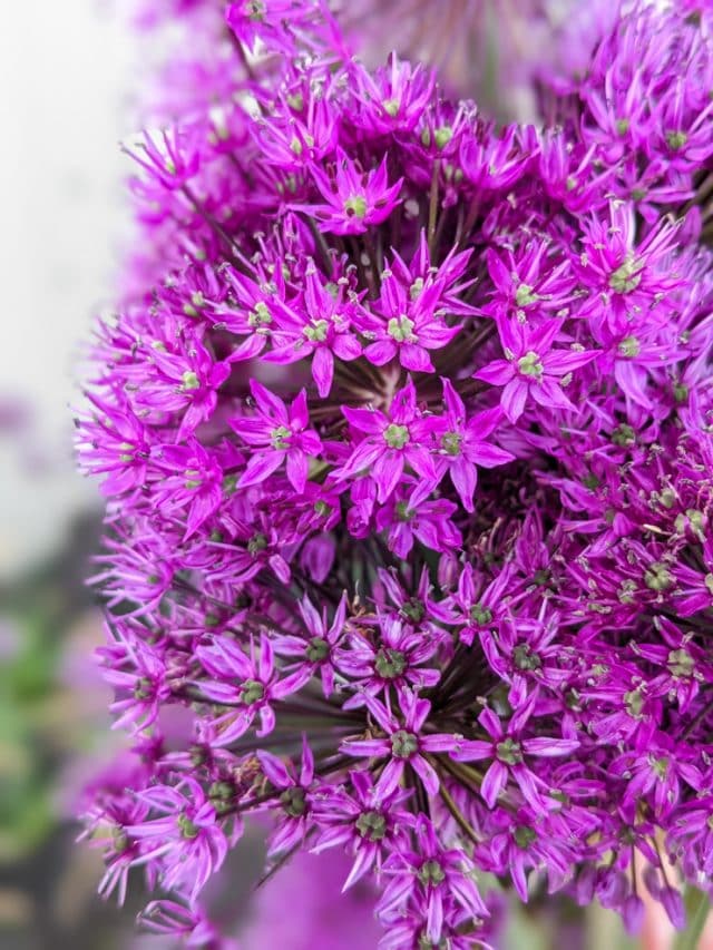 How to plant & grow allium (aka the ornamental onion)