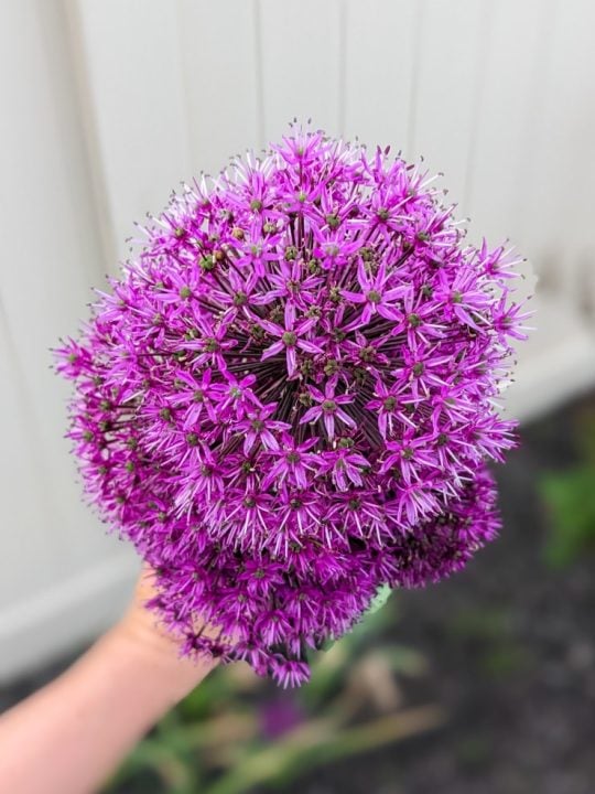 How to plant & grow allium (aka the ornamental onion)