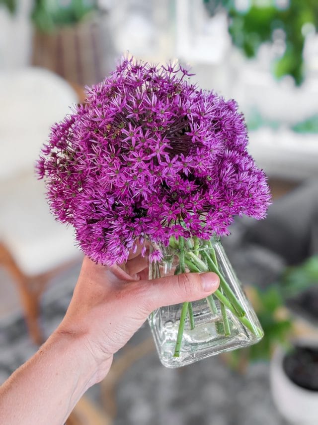 How to plant & grow allium (aka the ornamental onion)