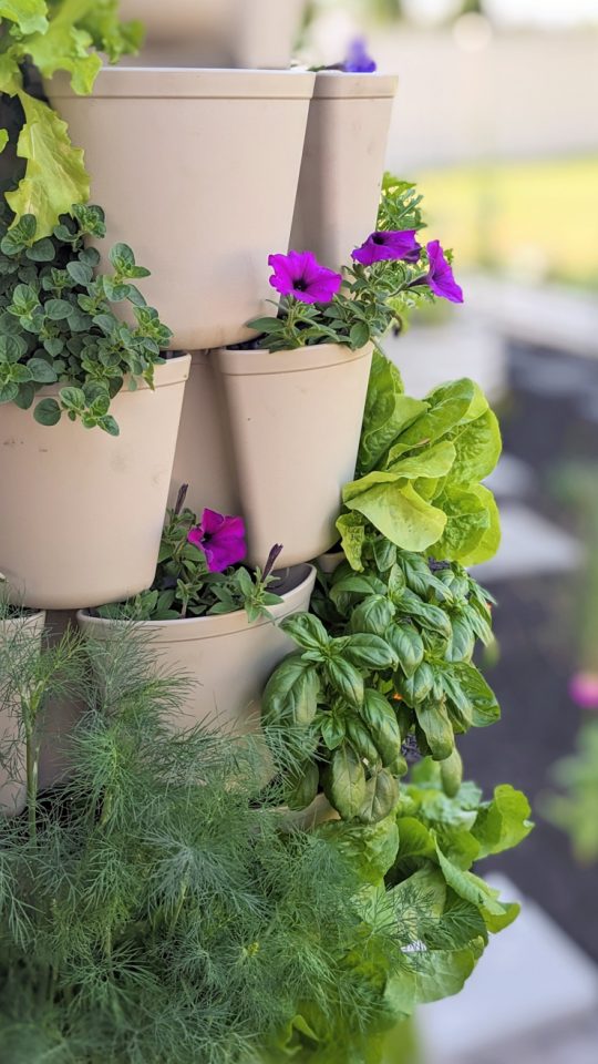 My totally unbiased GreenStalk vertical planter review!