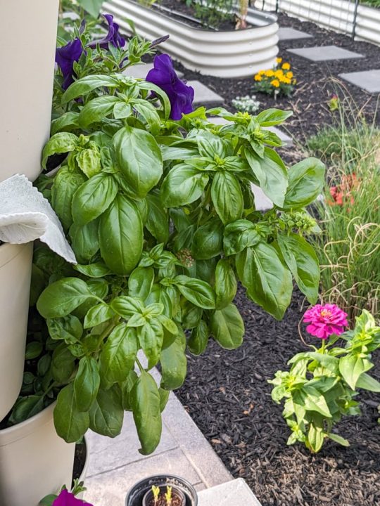 Learn how to propagate basil from cuttings...never buy basil again!