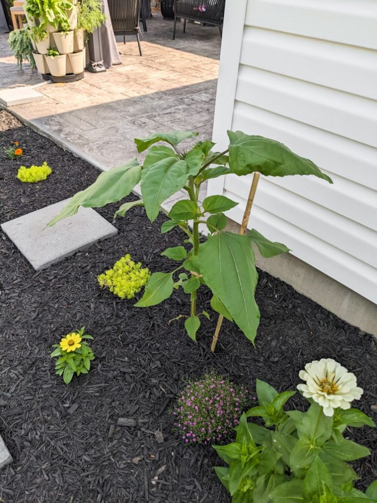 Learn how to grow sunflowers using our experience & tips!