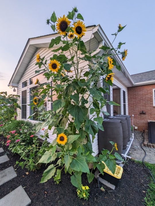 Learn how to grow sunflowers using our experience & tips!