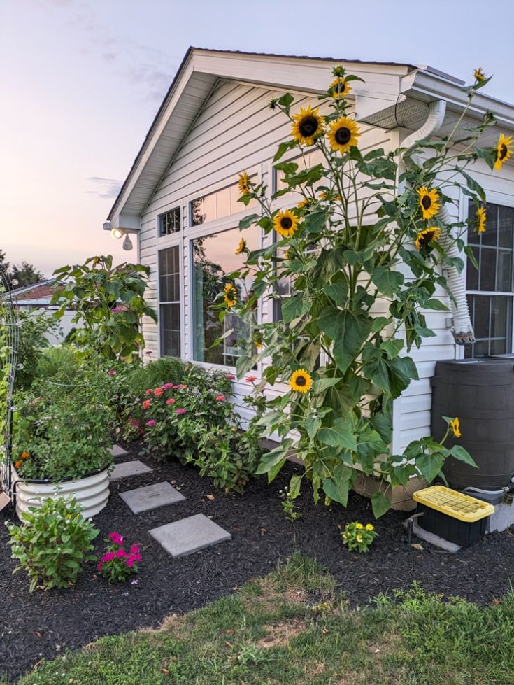 Learn how to grow sunflowers using our experience & tips!