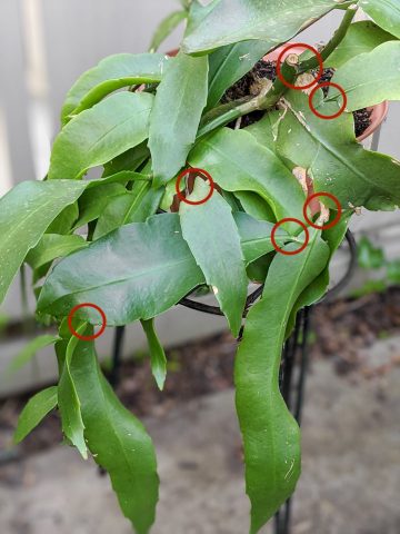 All about epiphyllum propagation & rooting cuttings on the first try!
