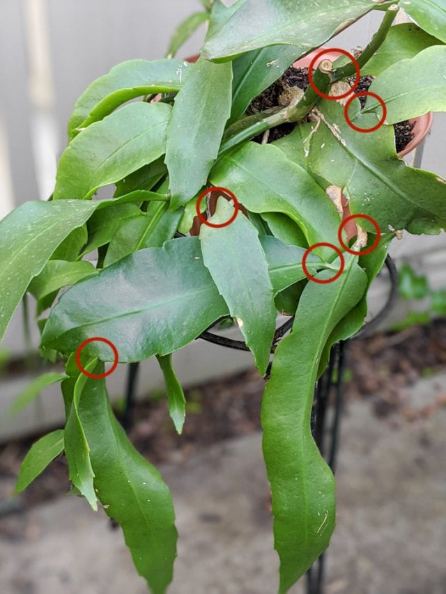 All about epiphyllum propagation & rooting cuttings on the first try!