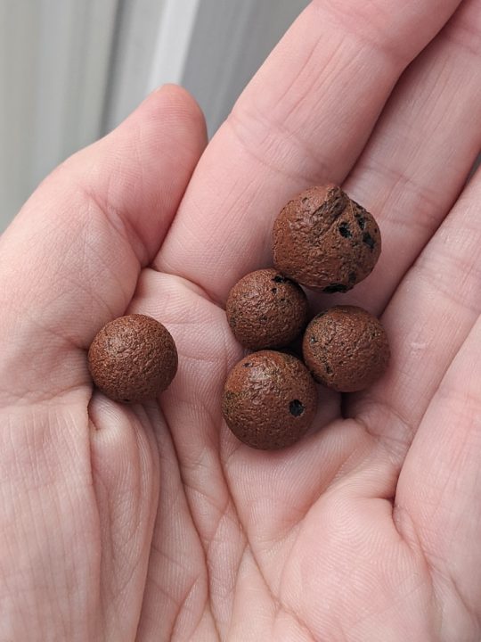 All about epiphyllum propagation & rooting cuttings on the first try!