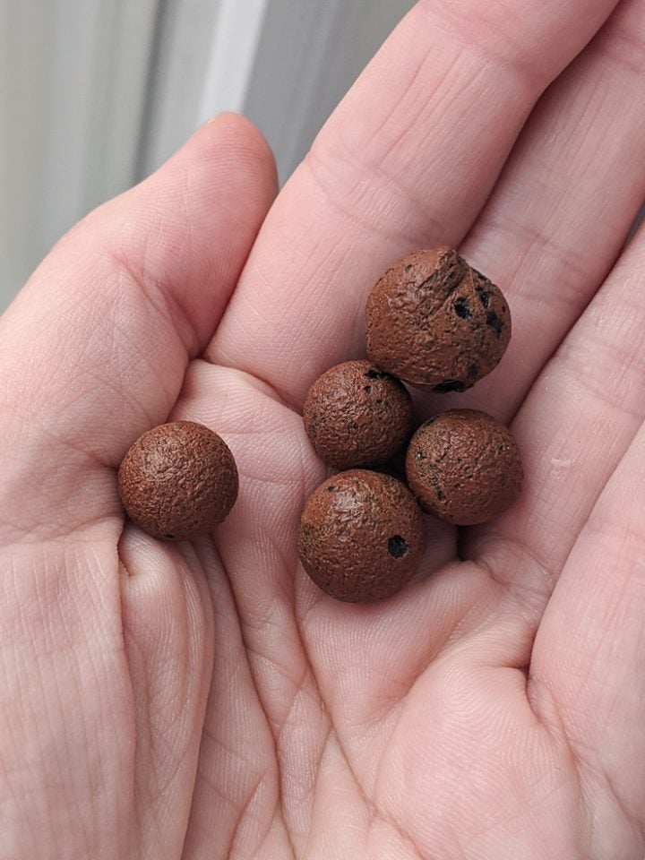 All about epiphyllum propagation & rooting cuttings on the first try!