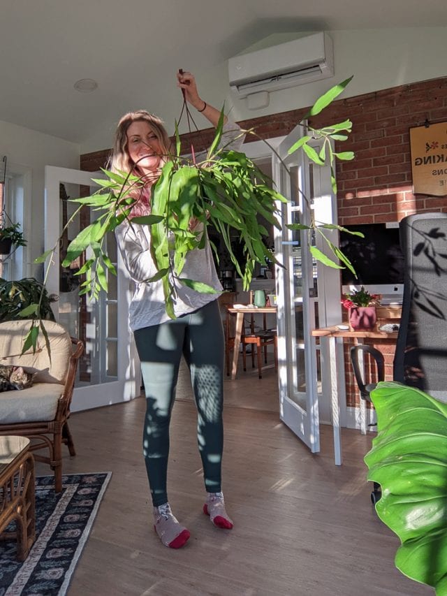 All about epiphyllum propagation & rooting cuttings on the first try!