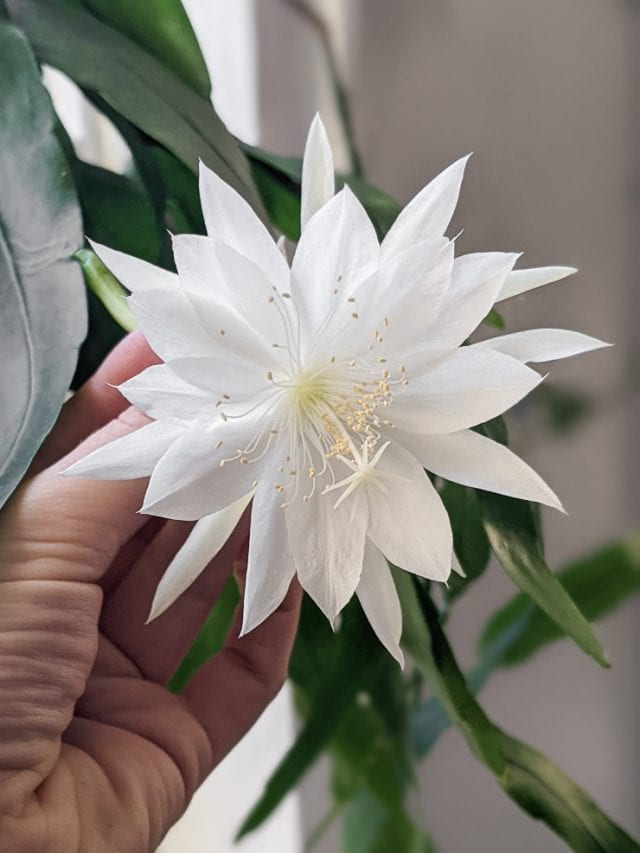 All about epiphyllum propagation & rooting cuttings on the first try!