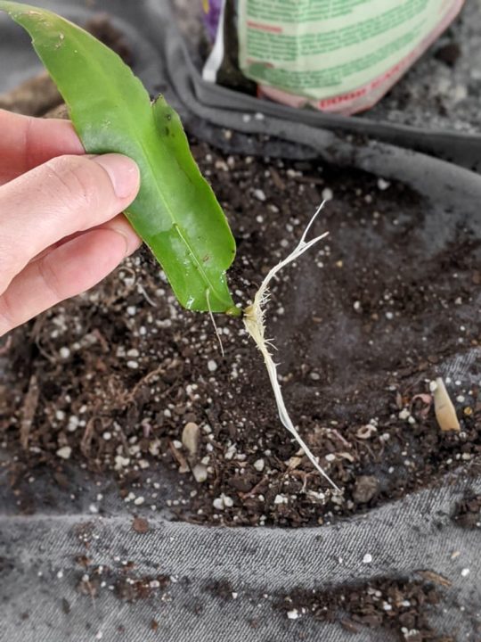 All about epiphyllum propagation & rooting cuttings on the first try!
