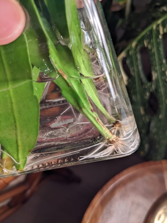 All about epiphyllum propagation & rooting cuttings on the first try!