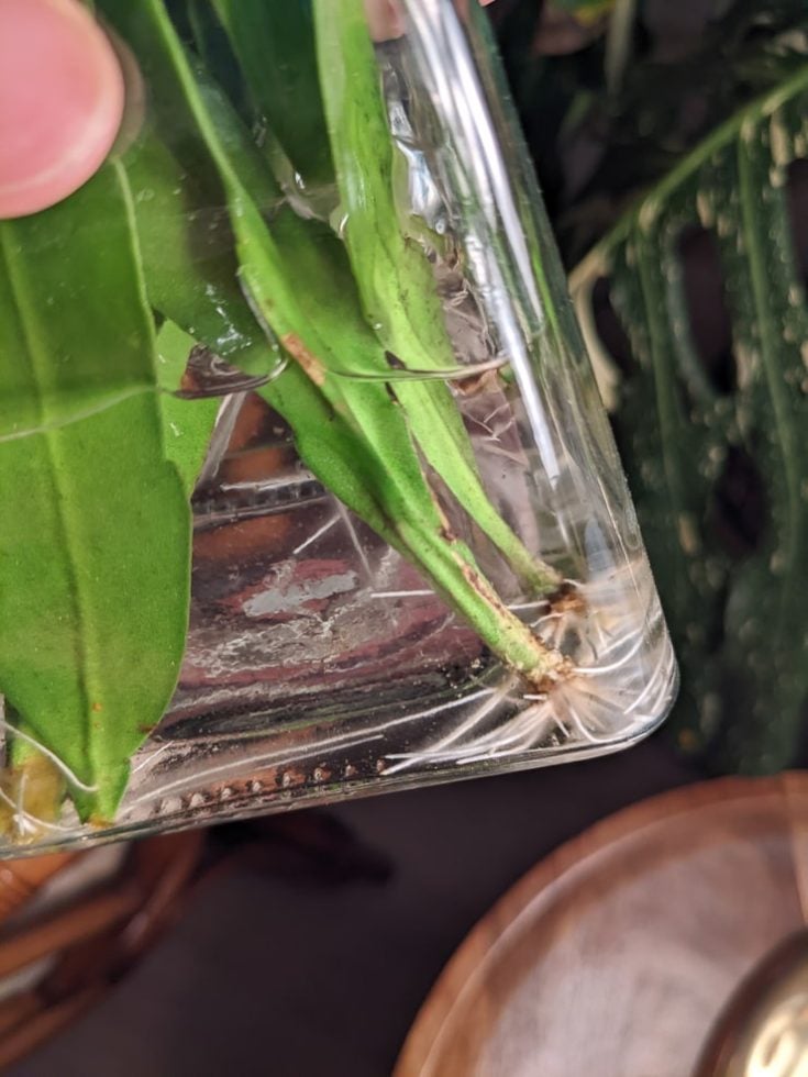 All about epiphyllum propagation & rooting cuttings on the first try!