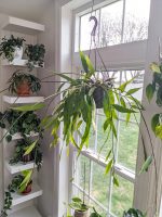 All about epiphyllum propagation & rooting cuttings on the first try!