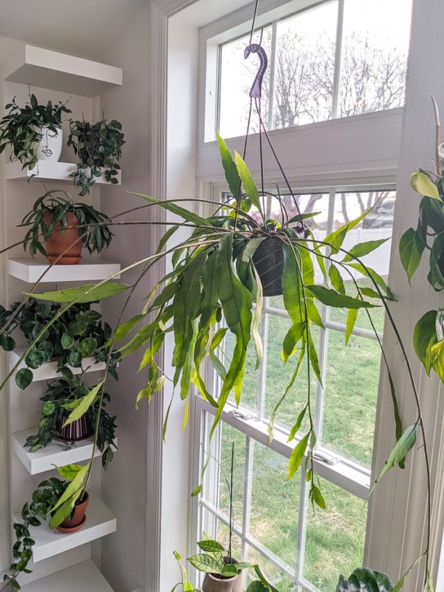 All about epiphyllum propagation & rooting cuttings on the first try!