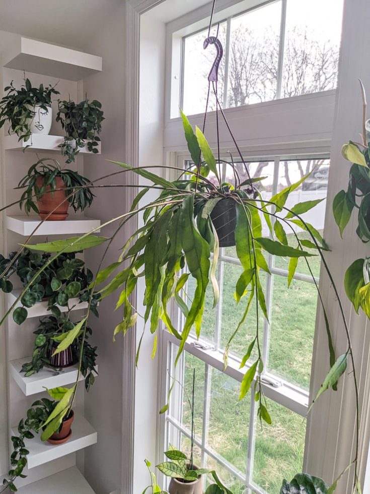 All about epiphyllum propagation & rooting cuttings on the first try!