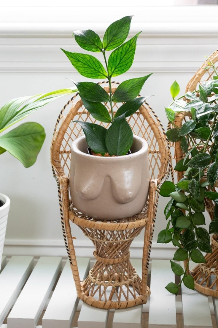 Hoya polyneura care & my tips for this "mermaid tail" beauty