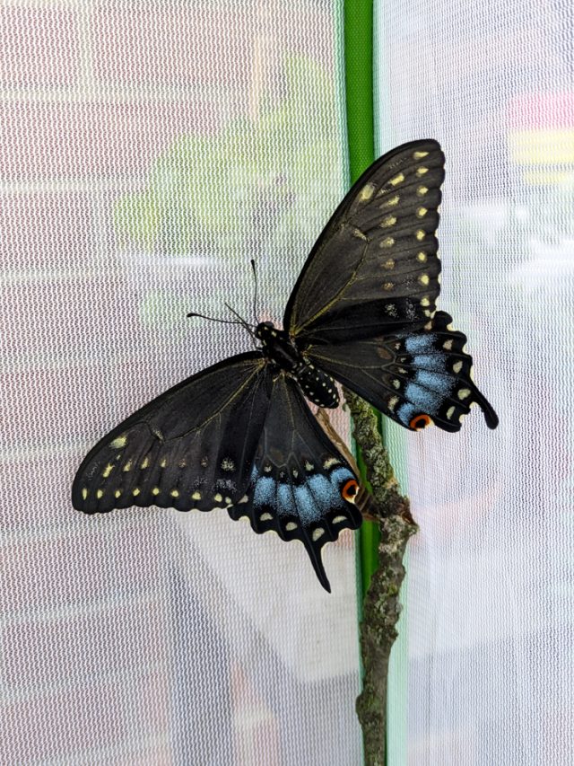 Learn how to raise black swallowtail butterflies & see our setup!