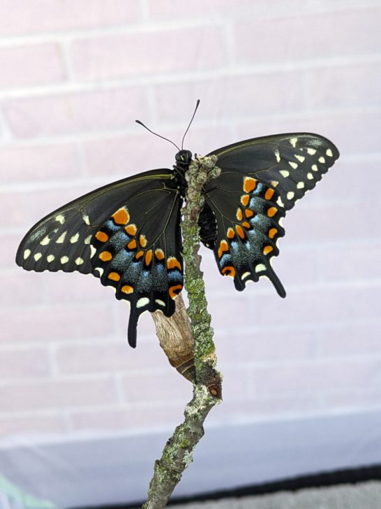 Learn how to raise black swallowtail butterflies & see our setup!