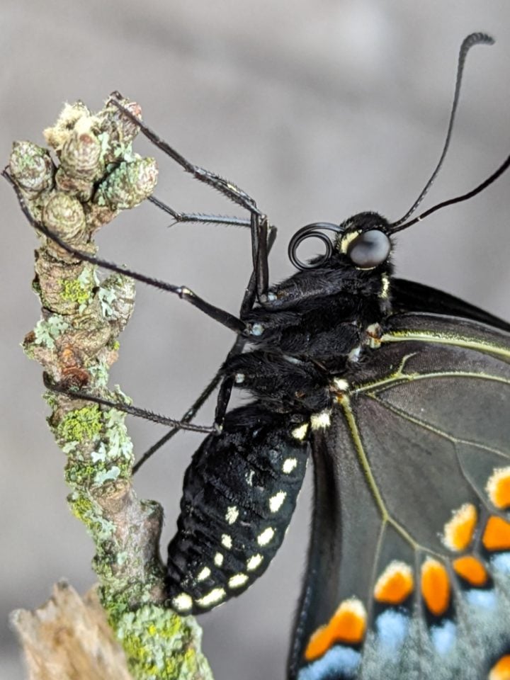 Learn how to raise black swallowtail butterflies & see our setup!