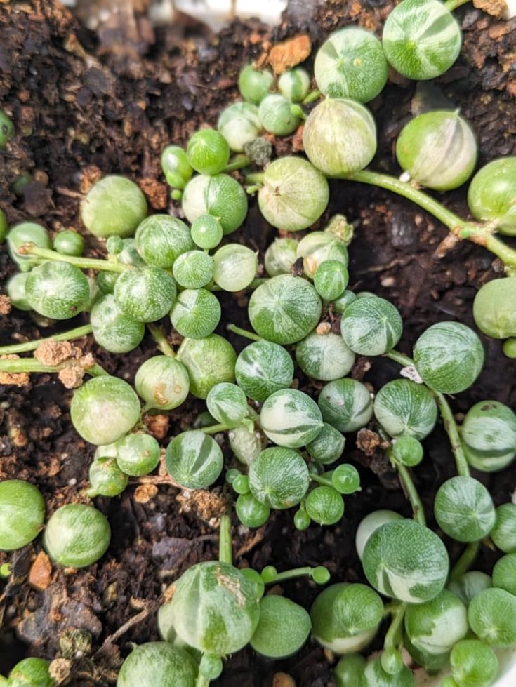 Check out my variegated string of pearls care guide here!