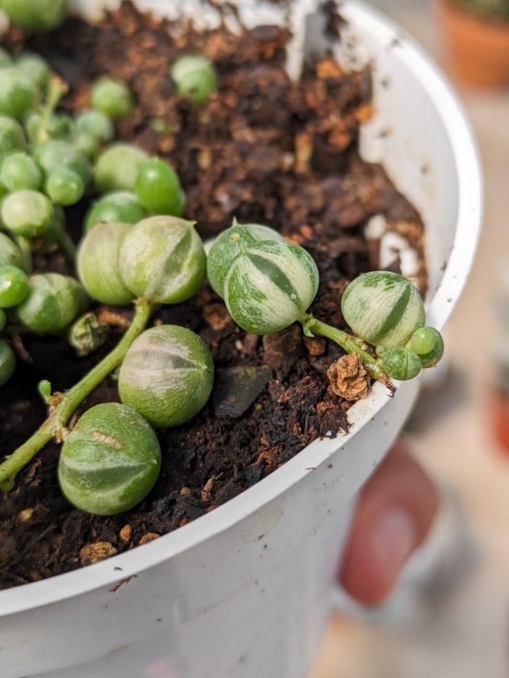 Check out my variegated string of pearls care guide here!