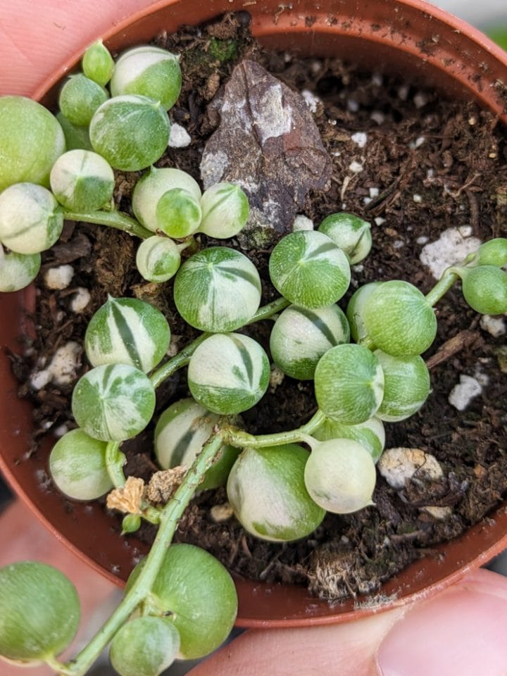 Check out my variegated string of pearls care guide here!