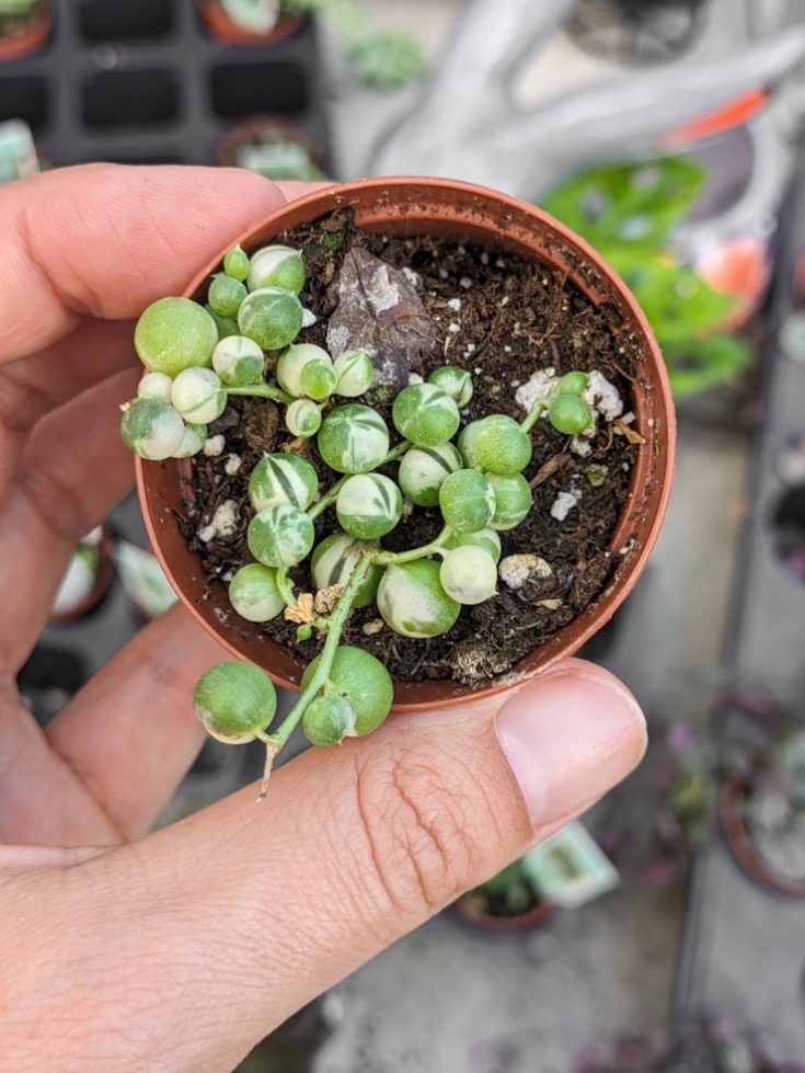 Check out my variegated string of pearls care guide here!