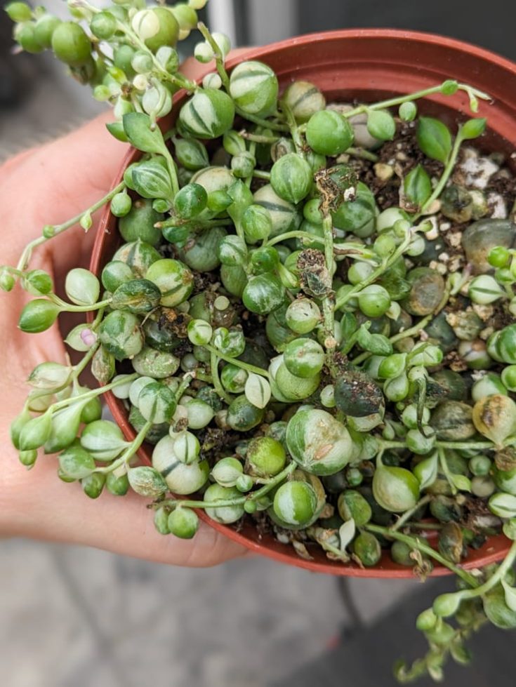 Check out my variegated string of pearls care guide here!