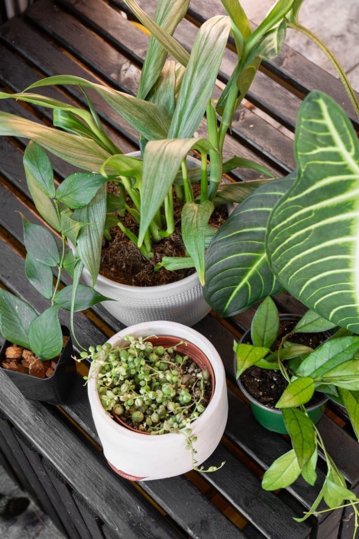 Check out my variegated string of pearls care guide here!