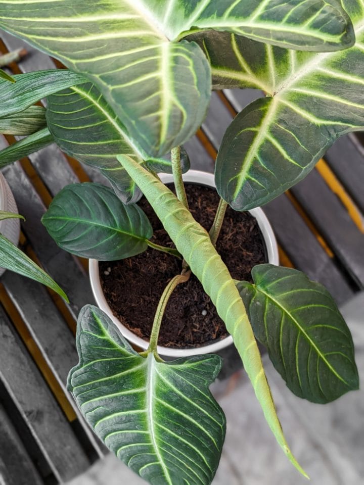 Learn about xanthosoma lindenii care with my guide here!