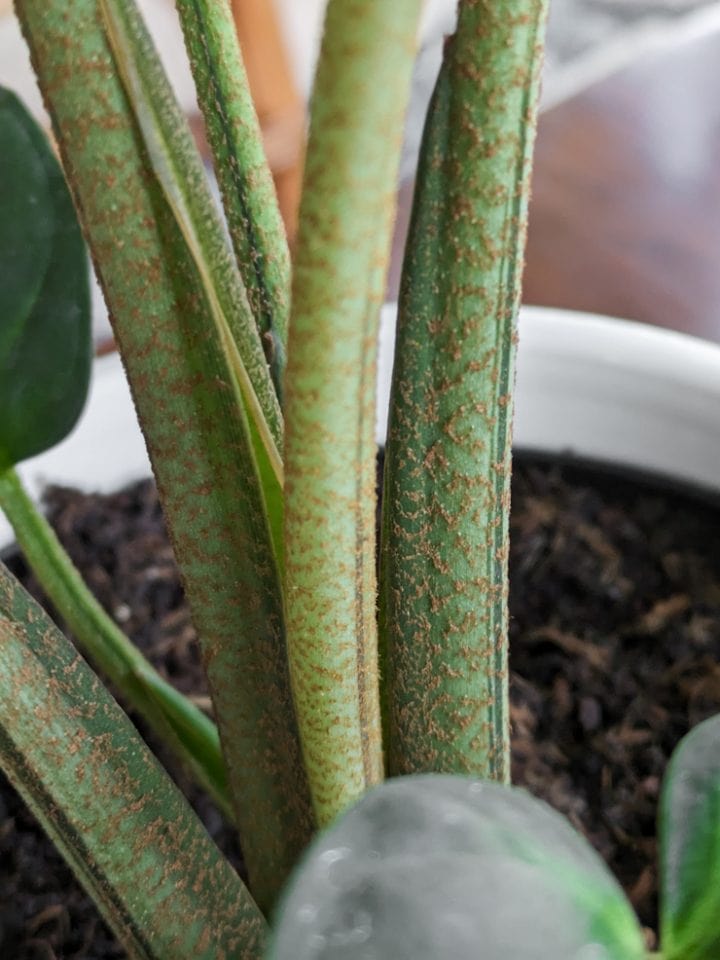 Learn about xanthosoma lindenii care with my guide here!