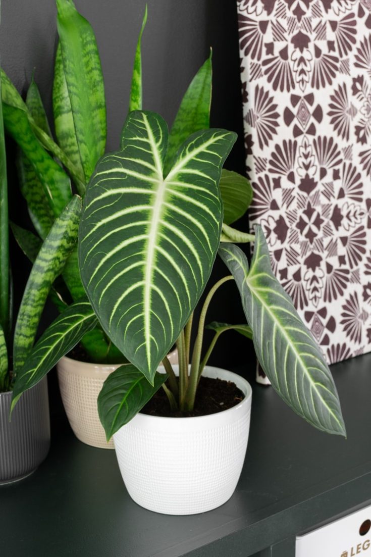 Learn about xanthosoma lindenii care with my guide here!