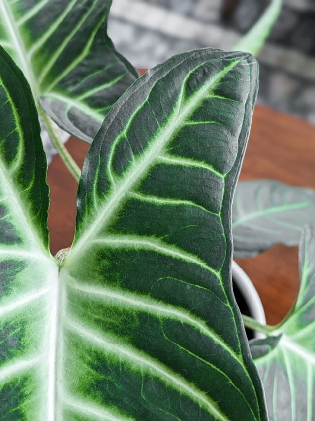 Learn about xanthosoma lindenii care with my guide here!