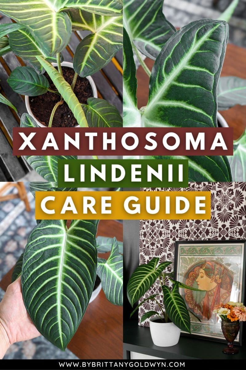 Learn about xanthosoma lindenii care with my guide here!
