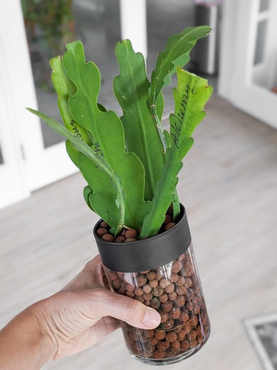 All about epiphyllum propagation & rooting cuttings on the first try!