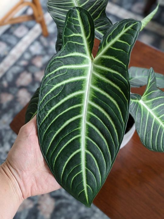 Learn about xanthosoma lindenii care with my guide here!