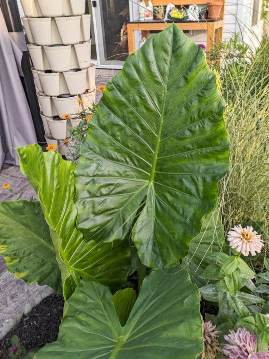 All about the stunning alocasia odora, aka upright elephant ear!