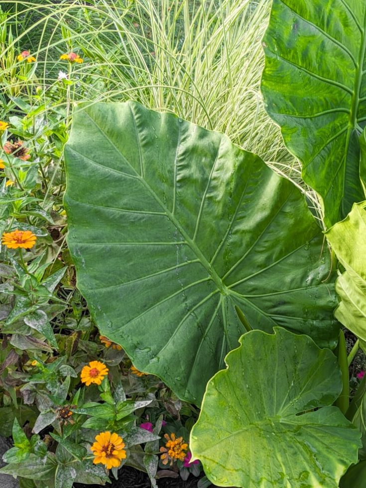All about the stunning alocasia odora, aka upright elephant ear!