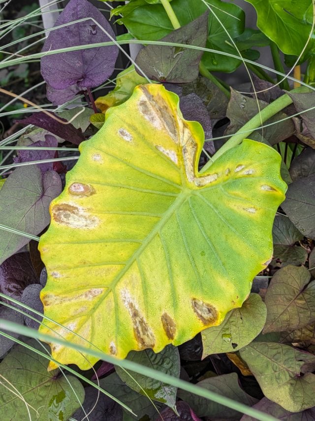 All about the stunning alocasia odora, aka upright elephant ear!