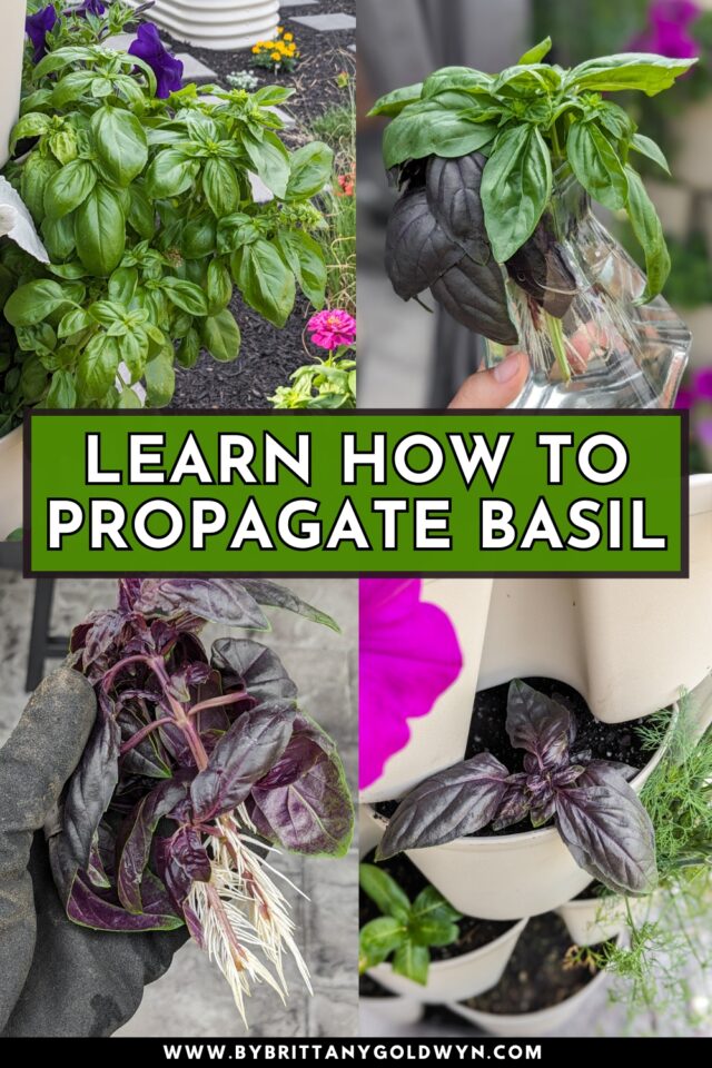 Learn how to propagate basil from cuttings...never buy basil again!