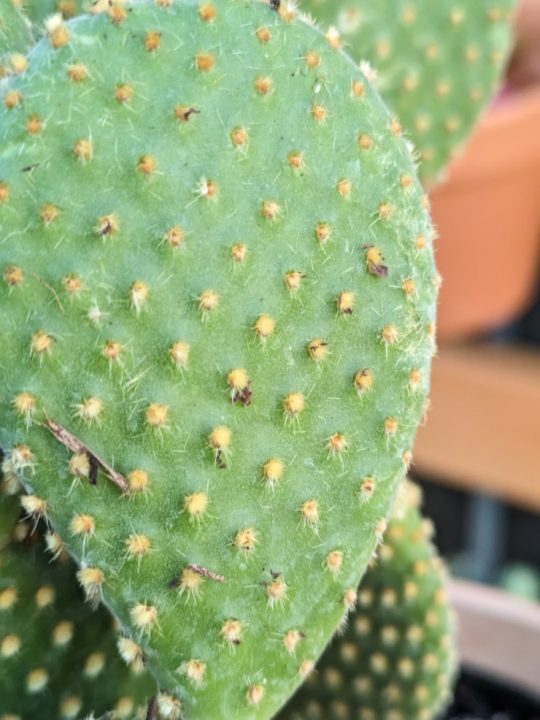 The classic bunny ear cactus and how to help it thrive!